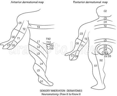 T Gross Anatomy Flashcards Ditki Medical And Biological Sciences
