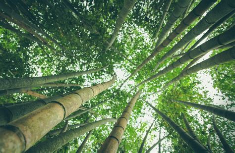 Fotos Gratis Rbol Naturaleza Al Aire Libre Rama Cielo Luz De