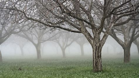 Photo Of Naked Tree With Fog Hd Wallpaper Wallpaper Flare