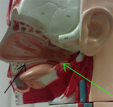 Oral Nasal Cavities Larynx Pharynx Flashcards Quizlet
