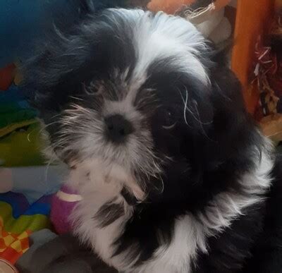 Shi Tzu Welpen Hündin auf Tiere at