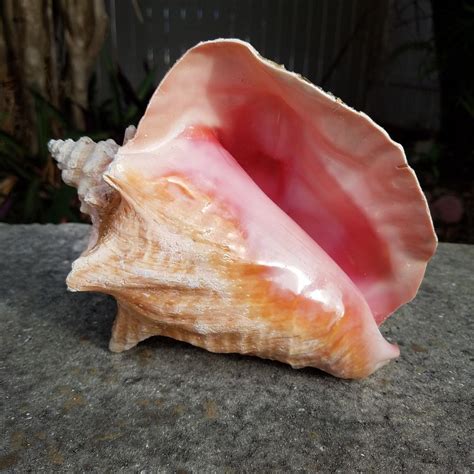 Queen Conch Shell Out Side