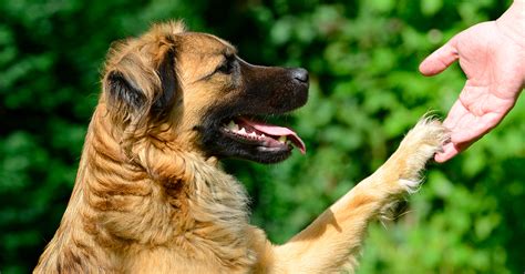 TUTO Les ordres de bases assis couché debout ordre de base chien