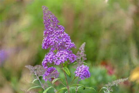 15 Flowering Plants With Large Blooms