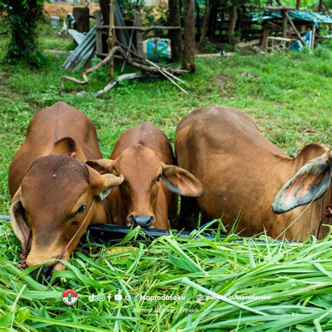 Desain Kandang Sapi Yang Ideal Menyesuaikan Dengan Agroklimat Dan