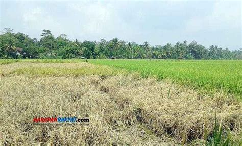 Hama Wereng Di Banjar Serang Tanaman Padi HarapanRakyat