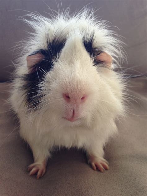 Naked Guinea Pig Poses With His Favorite Food Artofit