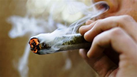 Pesquisa mostra que 7 7 dos brasileiros já usaram maconha