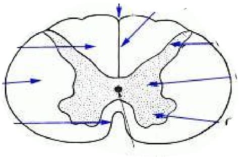 Organisation De La Me Substance Blanche Et Grise Sch Ma Diagram