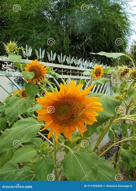 Details 48 El Girasol Es Una Planta Ornamental Abzlocal Mx