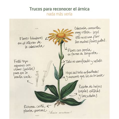Flor De Rnica Sus Beneficios Como Analg Sico Natural
