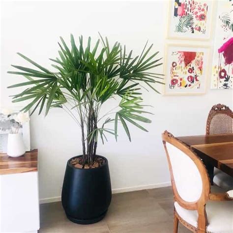 15 Plantas para Dentro de Casa Espécies e Decorações