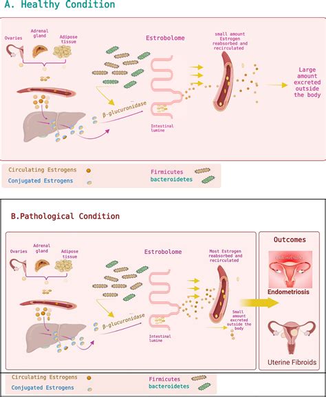 Frontiers Gut And Genital Tract Microbiomes Dysbiosis And Link To