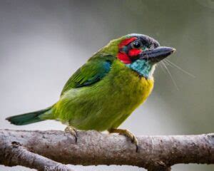 Burung Takur Tengeret Ciri Ciri Persebaran Dan Kebiasaan Hidup Di