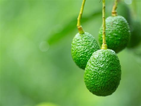 Arbol De Aguacate En Maceta