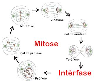 Câncer e mitose Mitose Quais são as fases da mitose