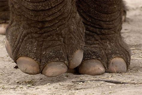 The Differences Between African Elephant Vs Asian Elephant