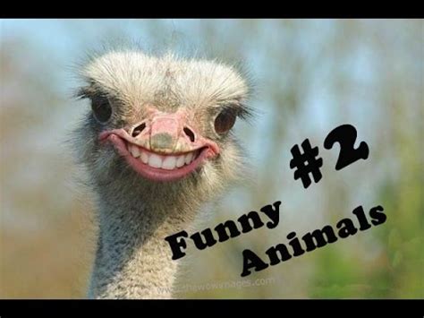 2 Animais Engraçados Tente Não Rir XD YouTube