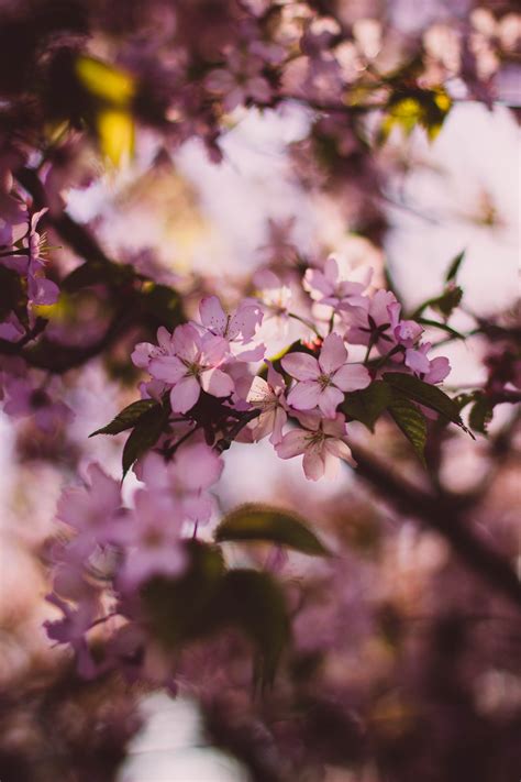 Free Images Tree Nature Branch Leaf Flower Petal Spring Botany