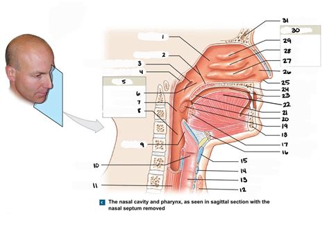 The Nose Nasal Cavity And Pharynx Diagram Diagram Quizlet