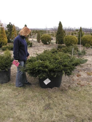 Cis Pospolity Taxus Baccata Repandens