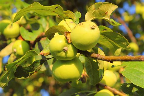 Apfelbaum bekommt gelbe Blätter Was steckt dahinter