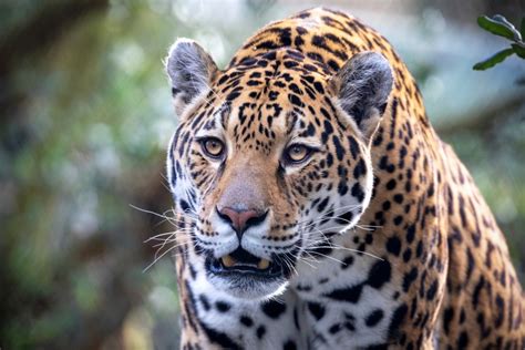 Les 10 Animaux Les Plus Dangereux Au Monde
