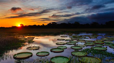 Viajar Para O Pantanal