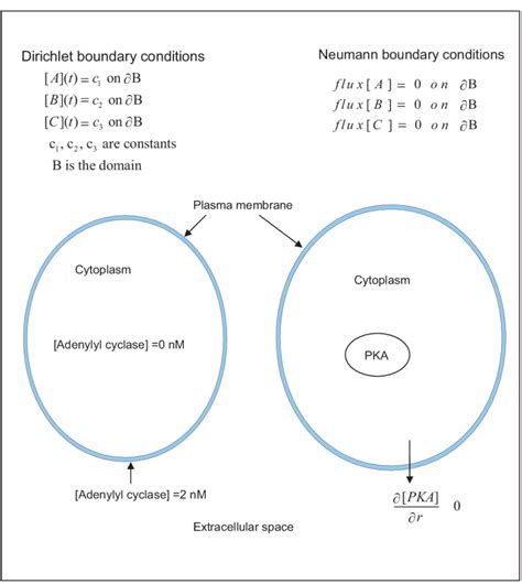 boundary condition for pdes the dirichlet boundary condition states download scientific