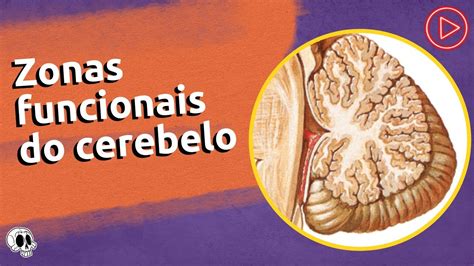 Zonas Funcionais Do Cerebelo Youtube