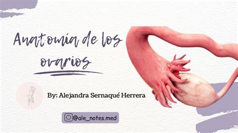 Los Ovarios Alejandra Sernaque Herrera UDocz