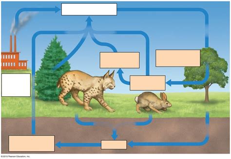 Biogeochemical Cycles Carbon And Water Cycles Diagram Quizlet