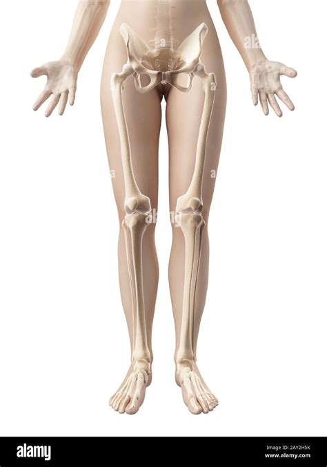 Leg Bones Hi Res Stock Photography And Images Alamy