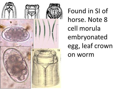L Equine Gi Parasites Ii Flashcards Quizlet