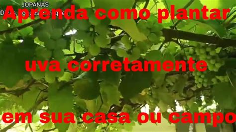 Como Plantar UVA parreira Corretamente Pé de uva em