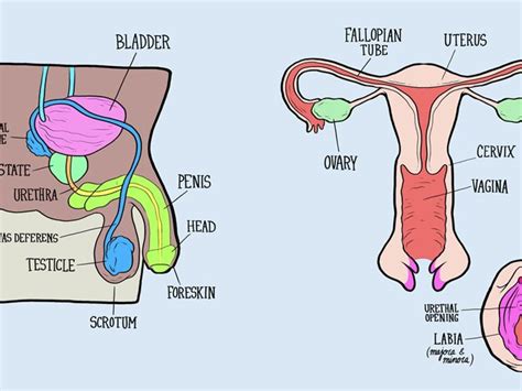 Female Reproductive System Diagram Labeled And Functions
