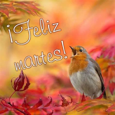 Feliz Martes WhatsApp 61 BonitasImagenes Net