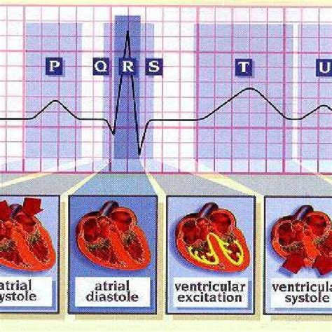 1 phases p q r s t u of ecg signal source [12] download scientific diagram