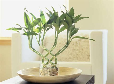 Fun DéCor Ways to Bring Good Luck to Your Home