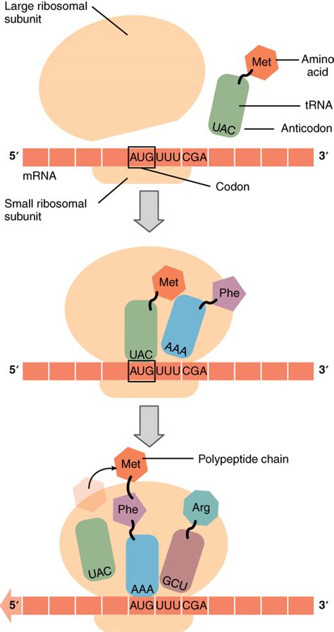 Protein Synthesis Anatomy And Physiology I