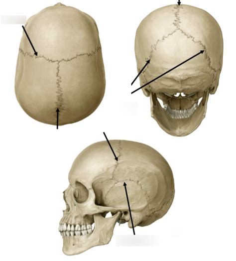 Skull Sutures Diagram Quizlet