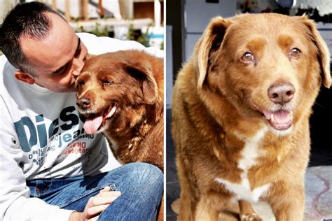 Il cane più anziano del mondo muore a 31 anni Pet e pop