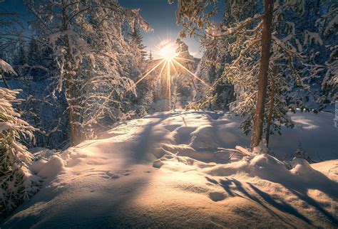 Winter Wonderland Sun Shining Through Snow Covered Trees