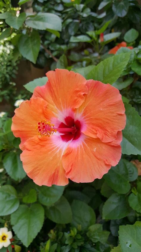 Flor Hibisco Como Cuidar Da Hibisco Passo A Passo Artofit