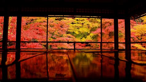 Japan Leaves Nature Kyoto Forest Plants Landscape Monsoon Asia