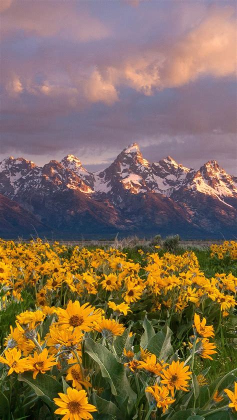 Campo De Flores Amarillas En Las Monta As Fondo De Pantalla K Hd Id