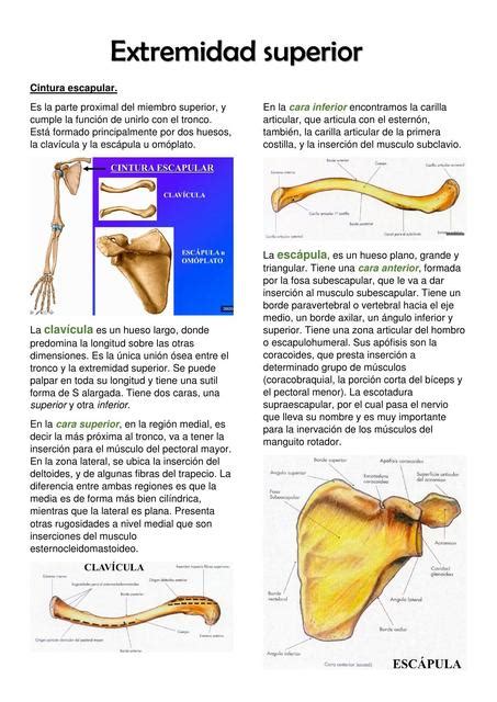 Huesos Del Miembro Superior Y Cintura Escapular Udocz Images And