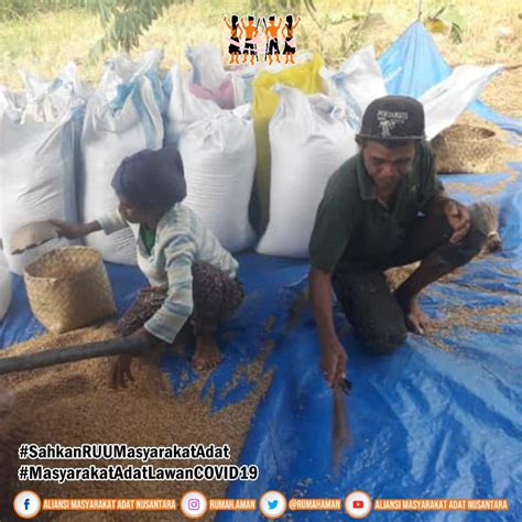Aliansi Masyarakat Adat Nusantara Aman Bertahan Di Tengah Pandemi