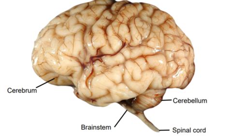 Intro To Neuro Flashcards Quizlet