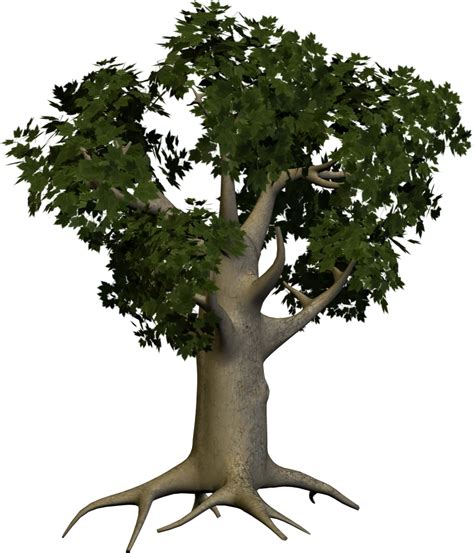 Oak Wood Tree Png Image Purepng Free Transparent Cc Png Image Library